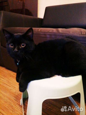 Кот