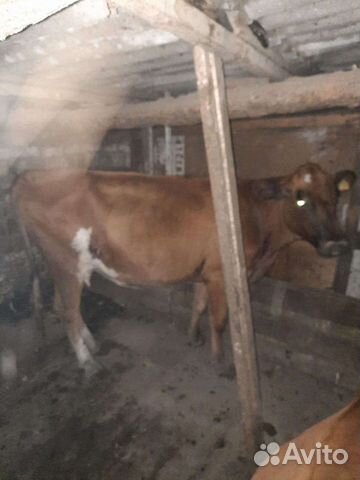 Корова стельная