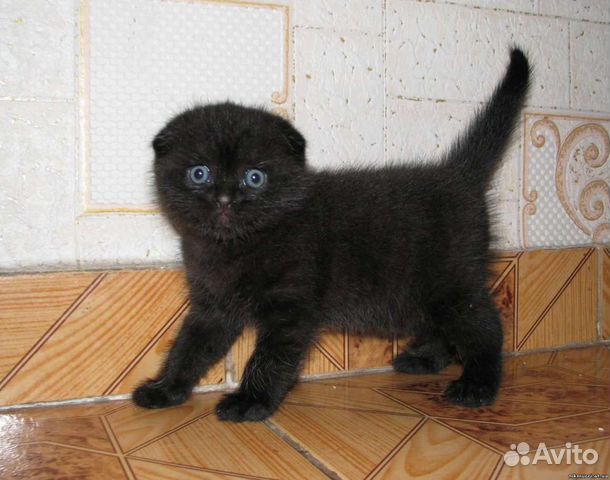 Шотландская плюшевая