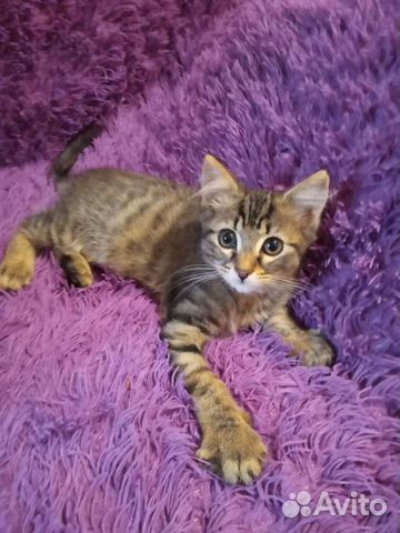 Котята в добрые руки даром