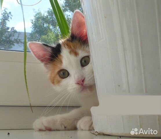 Трёхцветный красавчик-крысалов в добрые руки