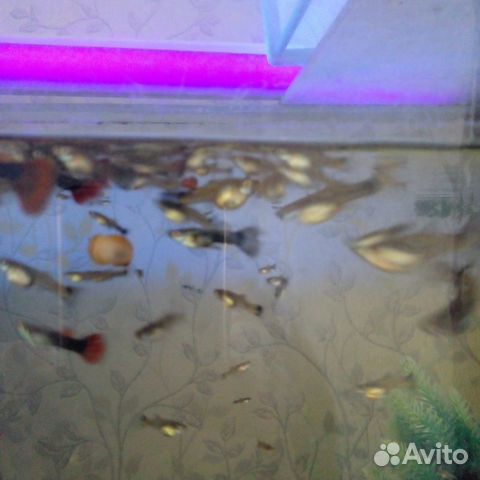 Аквариумные рыбки гуппи