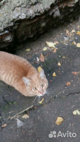 Котик рыжий и косой