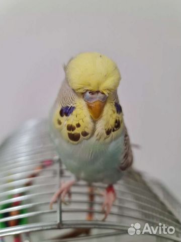 Самочка ввп