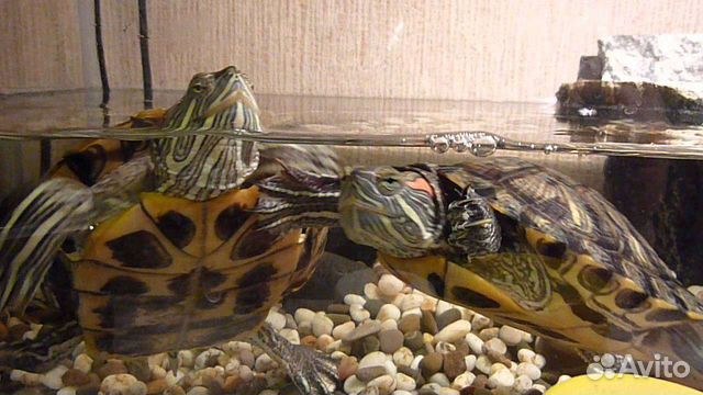 Красноухая черепаха с аквариумом бесплатно