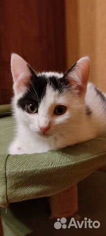 Котёнок ищет дом