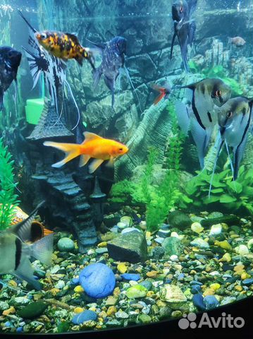 Кометы рыбки