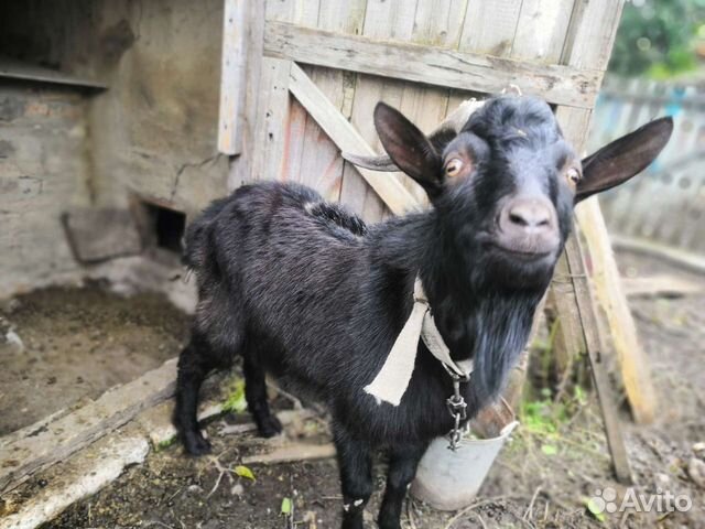 Чешский козел