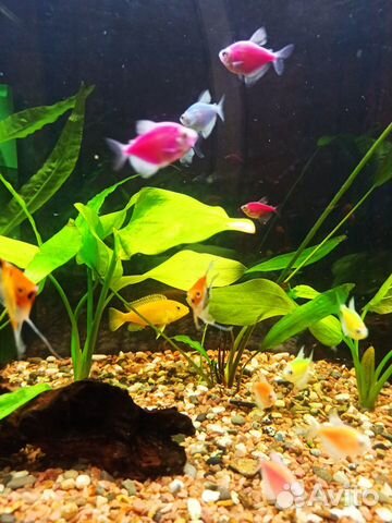 Отдам самца Еллоу