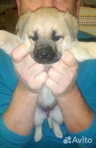 Щенуля-красотуля