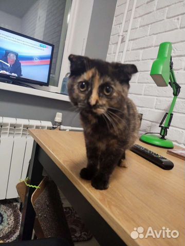 Вислоухий котенок Морковка