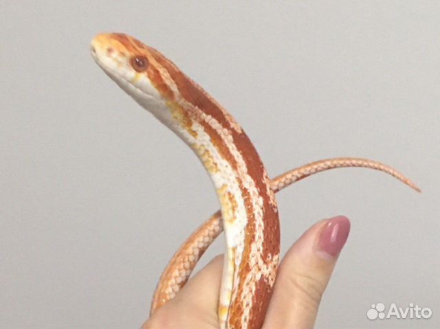 Маисовый полоз candy+террариум во