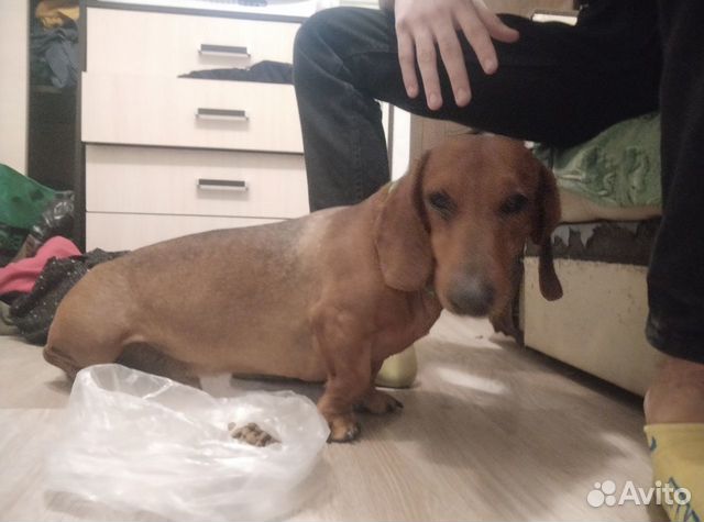 Найдена такса