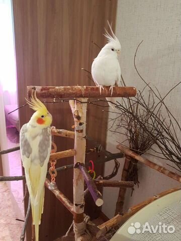 Два попугая кореллы и клетка