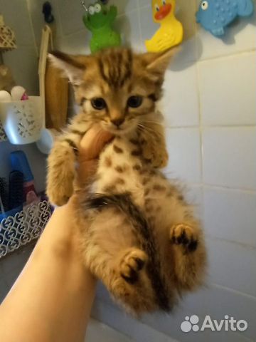 Котята от мамы мэйкуна