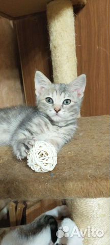 Маленький котенок Азалия ищет дом