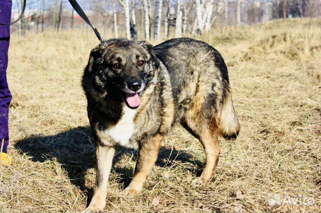 Сладкая Карамелька пропадет в приюте