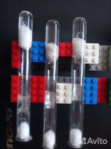 Муравьи Lasius Niger