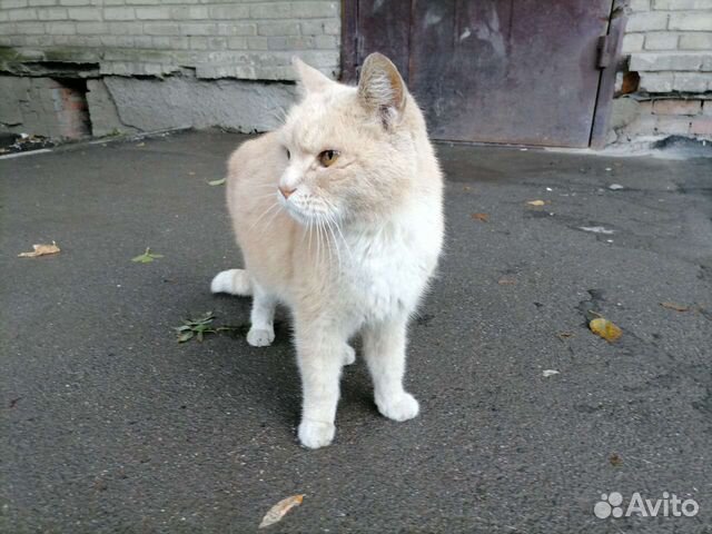 Кот 10 лет