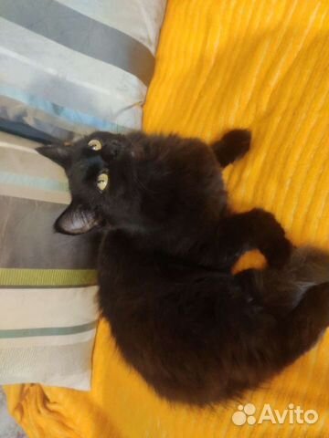 Котик