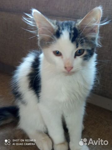 Котик 3 мес