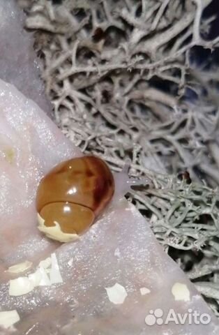 Улитки ахатины альбино