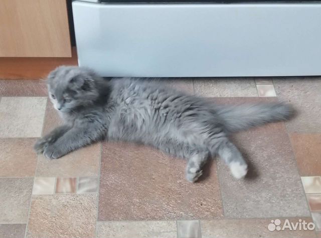 Котенок в добрые руки