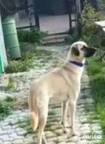 Среднеазиатская овчарка