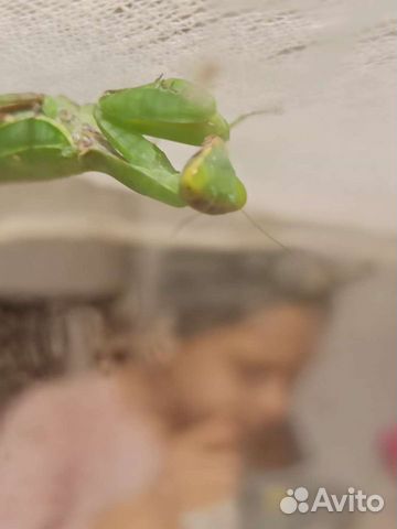 Богомол и оотека