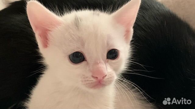 Котёнок