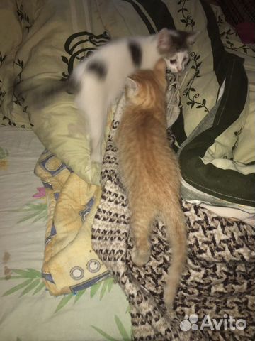В добрые руки котята
