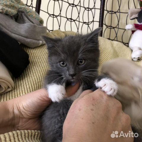 Отлам котенка в добрые руки