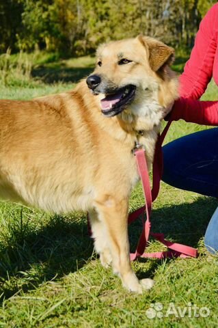 Собака в дар