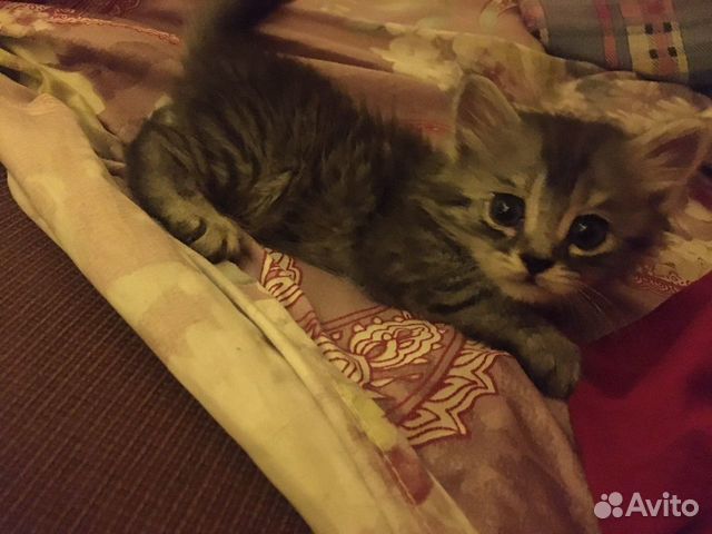 Отдам в добрые руки котенка