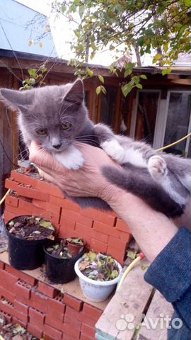 Кошечка 3,5 мес ждет родителей