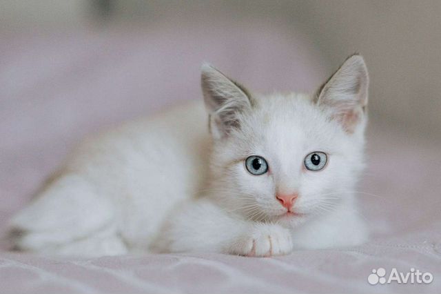 Леденец, Марио и Нюша