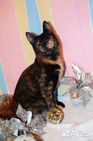 Кошка Маша в поисках дома