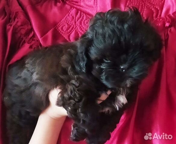 Мальтипу, щипу