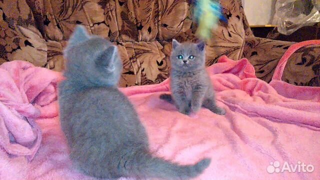 Мальчик и девочка плюшевые котята