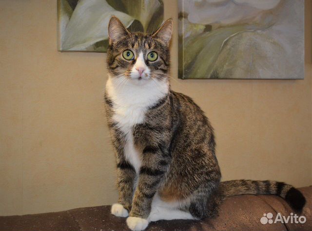 Кошка сова ждёт свою семью