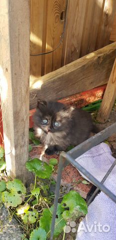 Котенок трехцветный