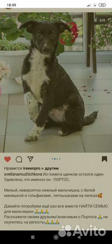 Щенок с милыми лапками ищет дом