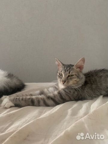 Кошка, 1 год