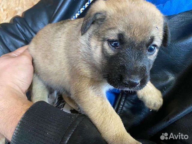 Собака в добрые руки щенок
