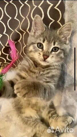 Маленькая котёнка Кнопа ищет дом