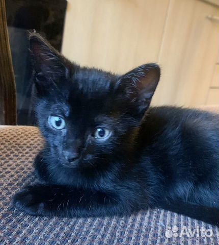 Черный котенок Донского сфинкса (бесплатно)
