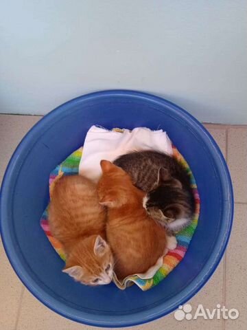 Котята в добрые руки