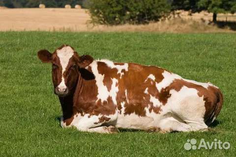 Крс меняю на трактор