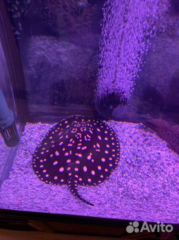 Скат Леопольди самка 25 см