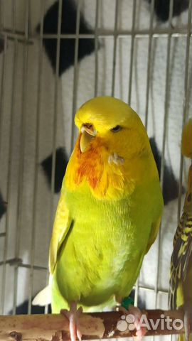 Выставочный волнистый попугай Чех